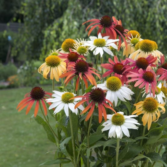 Echinacée 'Cheyenne Spirit' - POT 10X10CM - Gamm vert