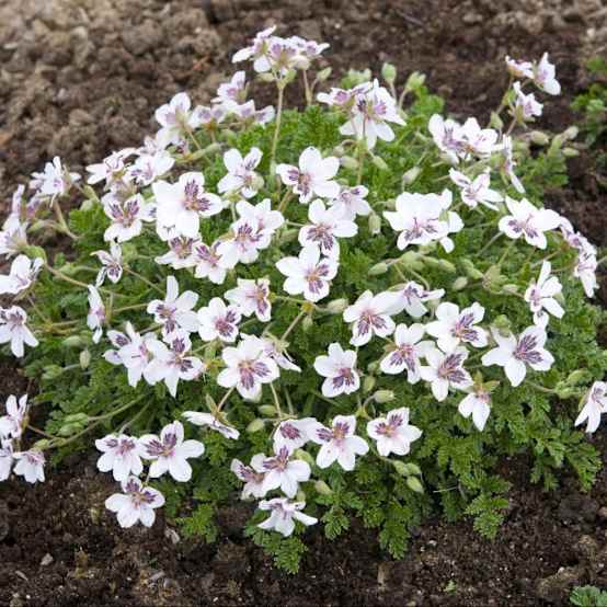 Erodium 'Stephanie' lot de 3 - GODET 7CM - Gamm vert