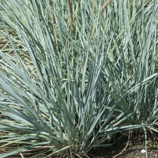 Ble d'azur feuillage bleuté - GODET 9CM - Gamm vert