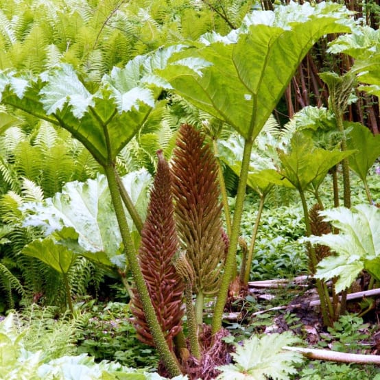 Gunnera manicata - POT 4L - Gamm vert