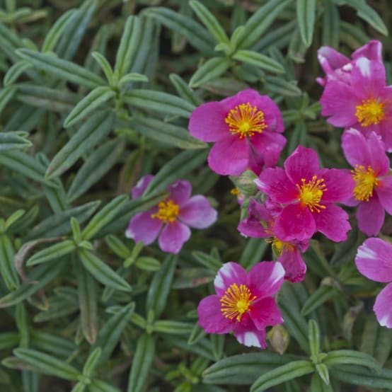 Helianthemum raspberry ripple lot de 3 - GODET 7CM - Gamm vert