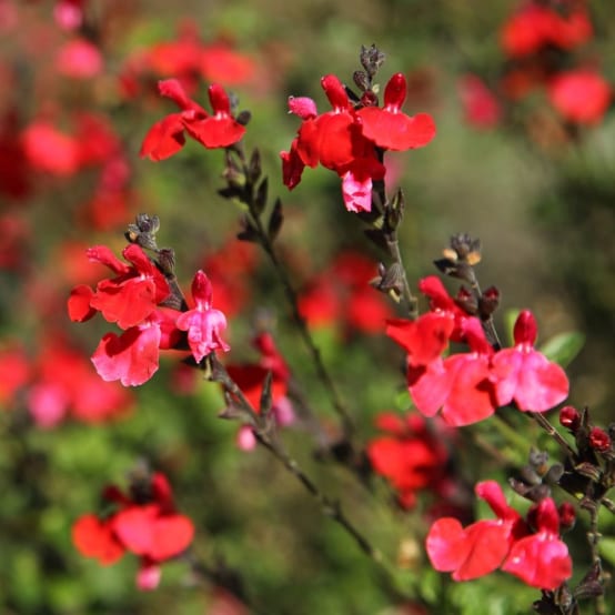 Sauge grahamii rouge - POT 10X10CM - Gamm vert