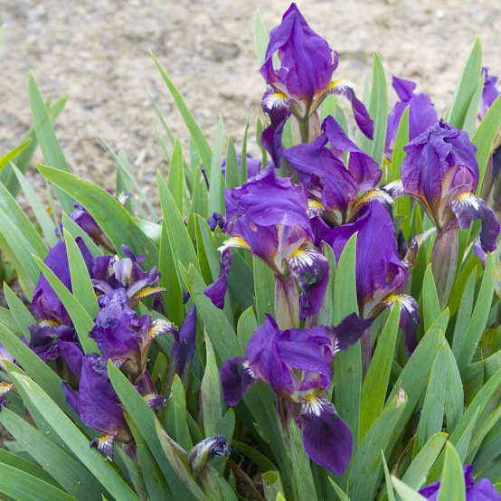 Iris pumila bingo lot de 3 - GODET 7CM - Gamm vert