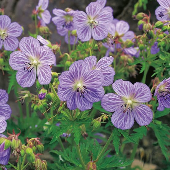 Géranium vivace pratense Mrs Kendall Clark lot de 3 - GODET 7CM - Gamm vert