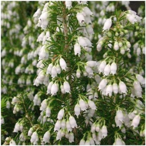 ERICA arborea 'Pink Joy' en pot de 4 litres rond carré - Pot de 4 ...