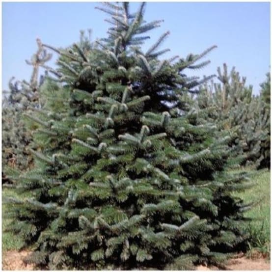 Sapin de Nordmann - Pot de 20 litres - Gamm vert