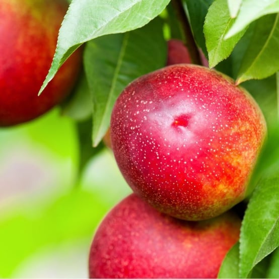 Brugnon nain 'Garden Beauty®' - Racine Nue - Gamm vert