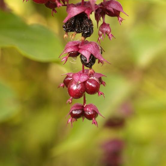 Arbre aux faisans 'Golden Lanterns' - Pot de 4 litres - Gamm vert
