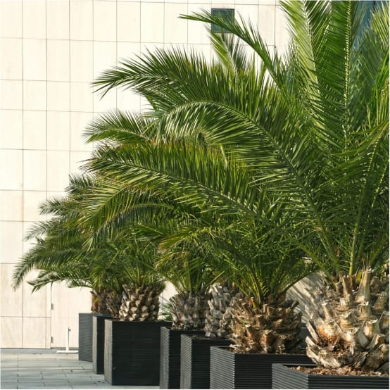 Palmier Phoenix des canaries - Pot de 2 litres - Gamm vert