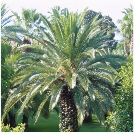 Palmier Phoenix des canaries - Pot de 2 litres - Gamm vert