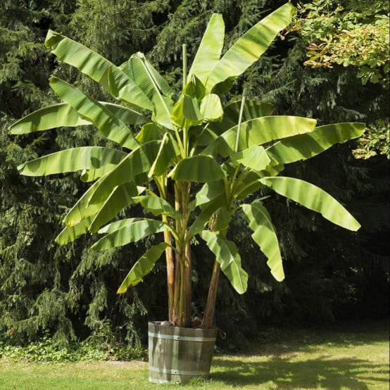 Bananier rustique - Musa basjoo - C5L - Gamm vert