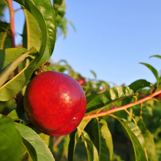 Pêcher Nectarine Nectared - Pot de 10 litres - Gamm vert