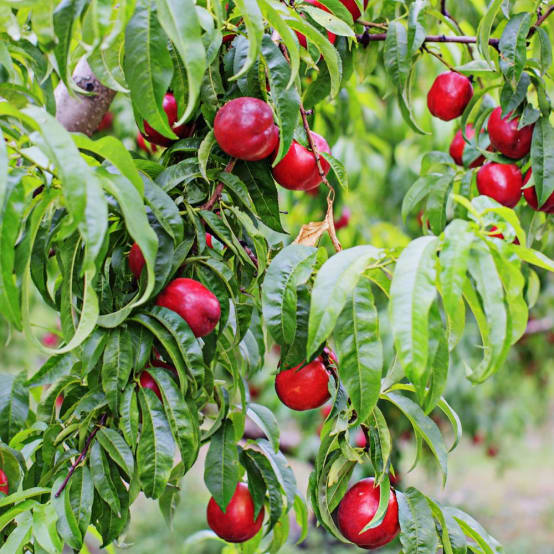 Pêcher Nectarine Nectared - Pot de 10 litres - Gamm vert