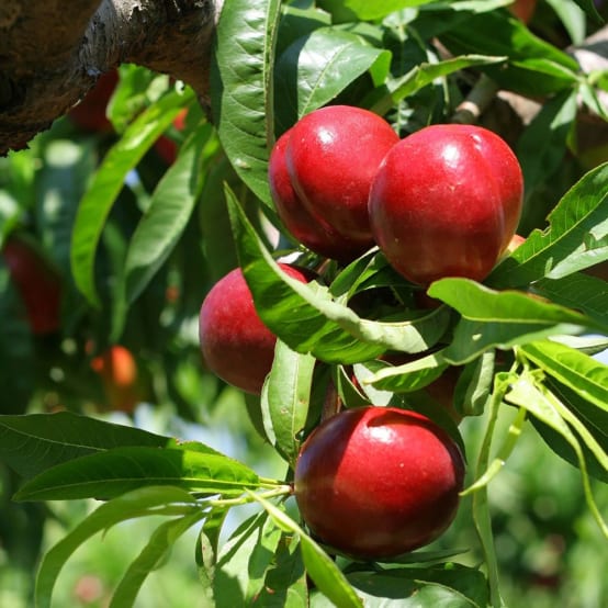 Pêcher Nectarine Nectared - Pot de 10 litres - Gamm vert