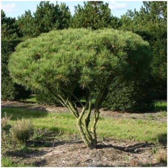 Pin rouge du Japon Alice verkade - Pot de 7.5 litres - Gamm vert