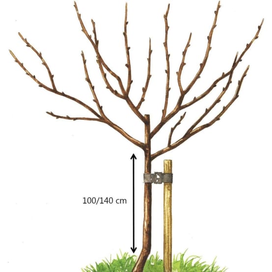 Pommier 'Belle Joséphine' : taille en demi-tige - Racine Nue - Gamm vert