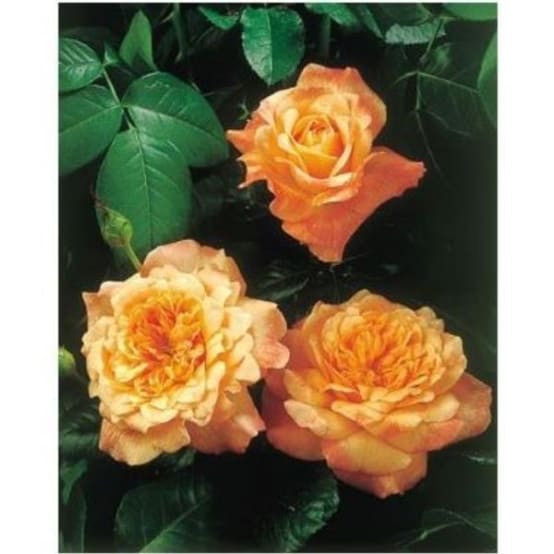 Rosier anglais 'King Arthur®' - Pot de 6 litres - Gamm vert