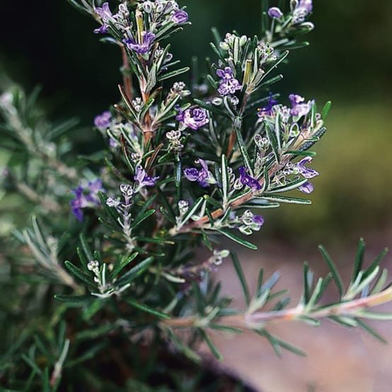 Romarin 'Corsican blue' - Pot de 4 litres - Gamm vert