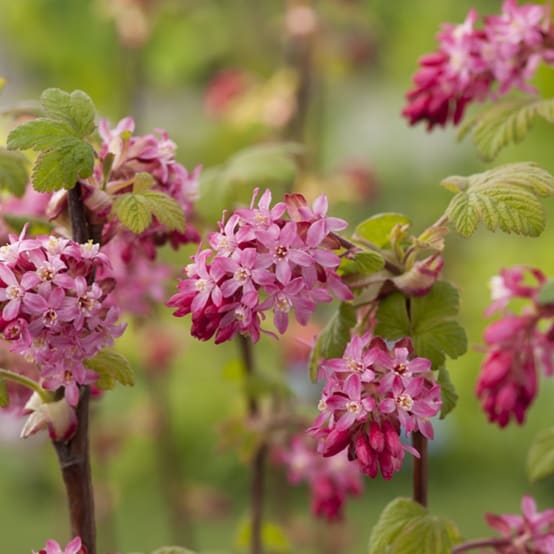 Groseillier à fleurs 'King edward VII' - Pot de 4 litres - Gamm vert