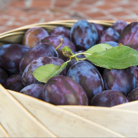 Prunier 'Quetsche d'Alsace' - Pot de 15 litres - Gamm vert