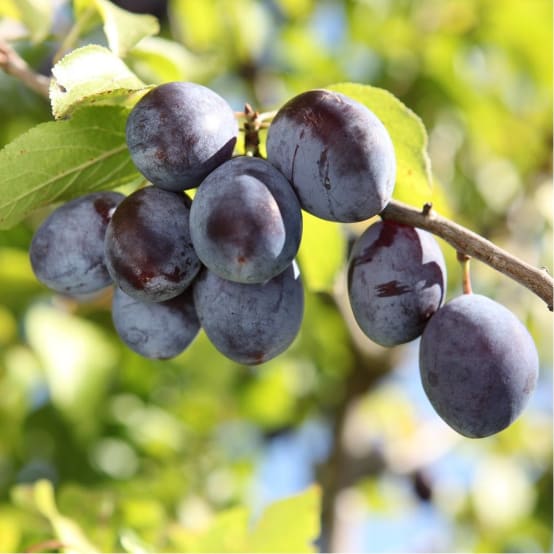 Prunier 'Quetsche d'Alsace' - Pot de 15 litres - Gamm vert