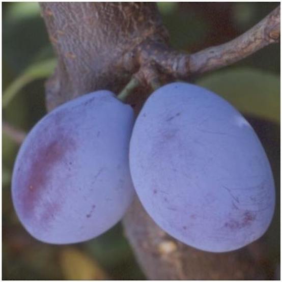 Prunier 'Quetsche d'Alsace' - Pot de 15 litres - Gamm vert