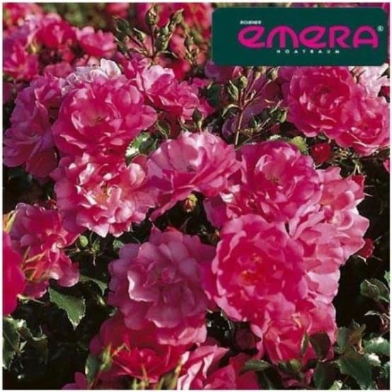 Rosier Décorosier® EMERA® - Pot de 5 litres - Gamm vert