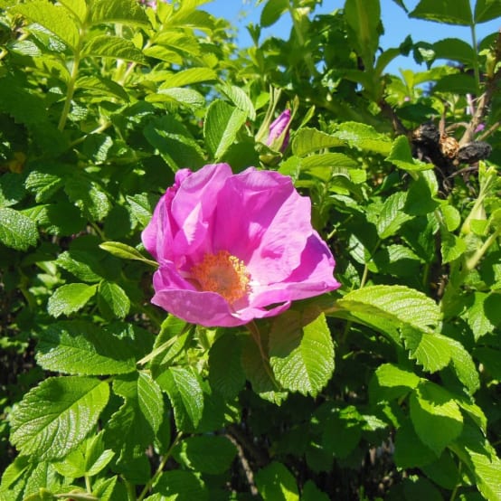 Rosier du japon 'Rubra' - Pot de 7.5 litres - Gamm vert