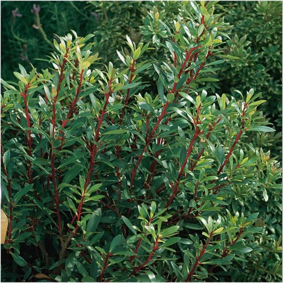 Drymis aromatica Femelle - Pot de 4 litres - Gamm vert