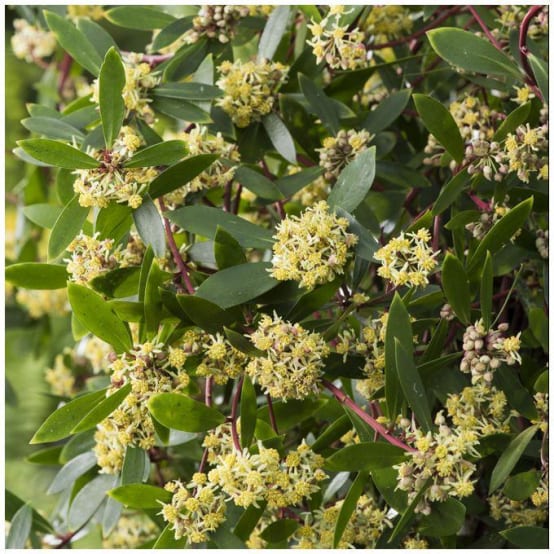 Drymis aromatica Femelle - Pot de 4 litres - Gamm vert