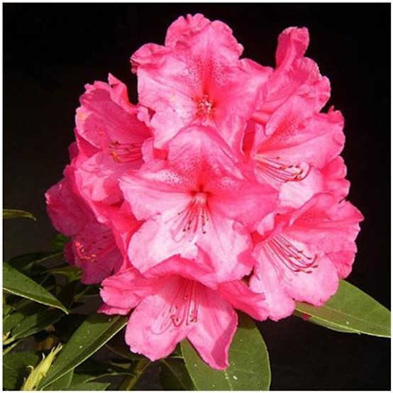 Rhododendron 'Anna Rose Whitney' - Pot de 7.5 litres - Gamm vert