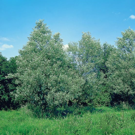 Saule blanc 'Sericea' - Salix Alba - Pot de 4 litres - Gamm vert