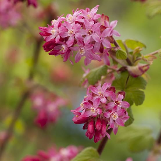 Groseillier à fleurs 'King edward VII' - Pot de 7.5 litres - Gamm vert