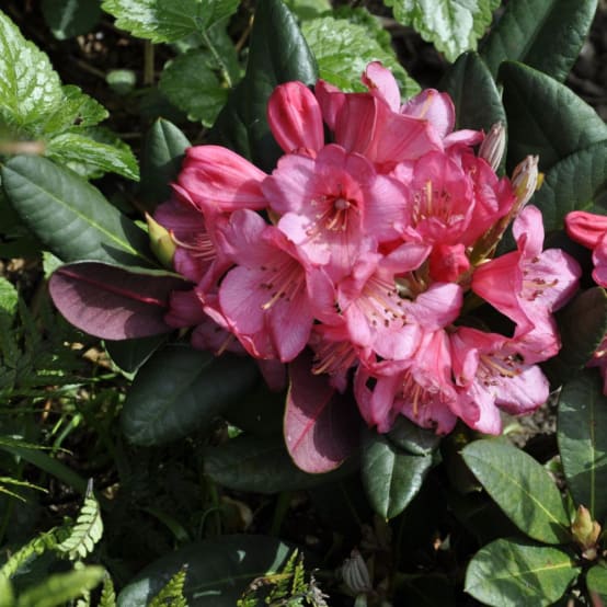 Rhododendron x Wine and Roses - Pot de 4 litres - Gamm vert