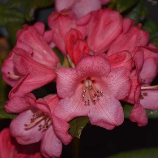 Rhododendron x Wine and Roses - Pot de 4 litres - Gamm vert