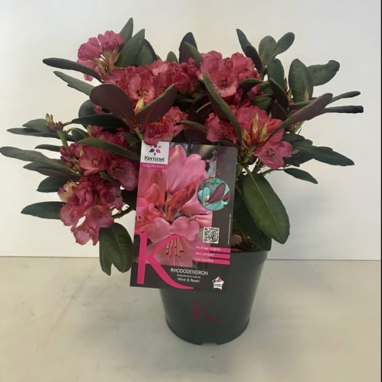 Rhododendron x Wine and Roses - Pot de 4 litres - Gamm vert
