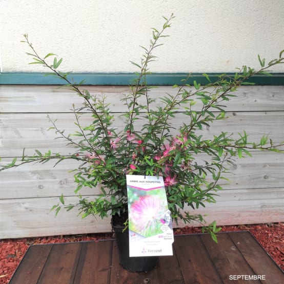 Calliandra Dixie Pink - C4L - Gamm vert