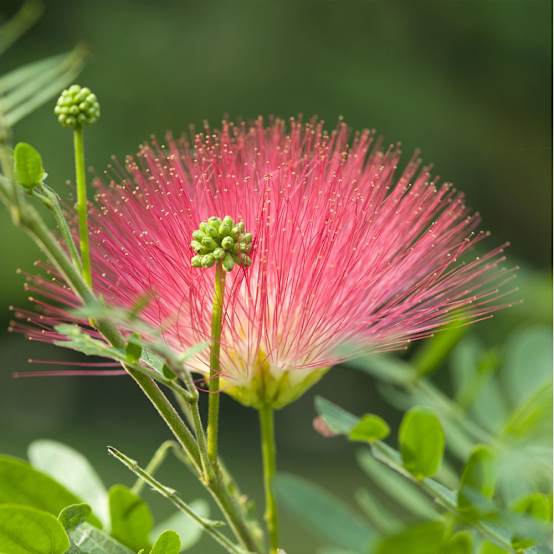 Calliandra Dixie Pink - Pot de 3 litres - Gamm vert