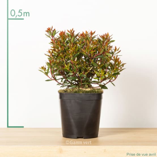 Drymis aromatica - Pot de 4 litres - Gamm vert