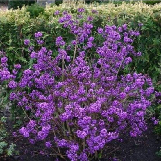 Callicarpa 'Profusion' - Pot de 15 litres - Gamm vert