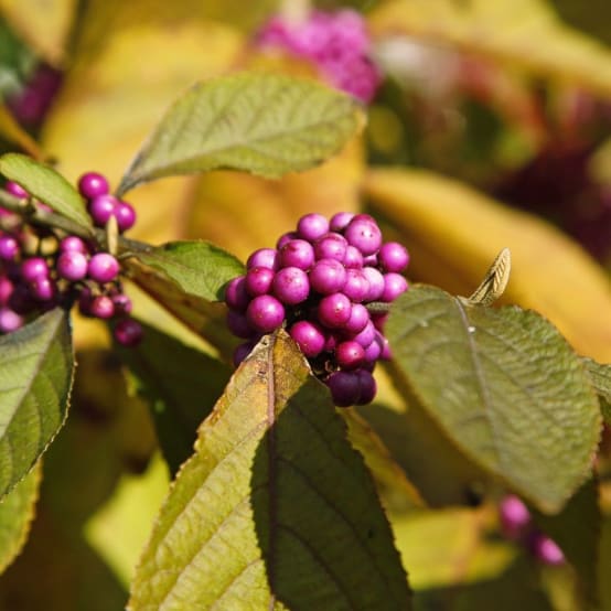 Callicarpa 'Profusion' - Pot de 4 litres - Gamm vert