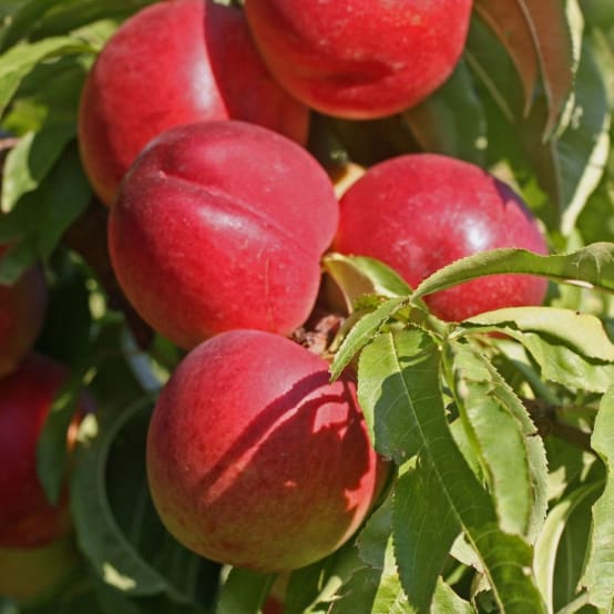 Brugnon JOHN RIVERS : taille en gobelet - Racine Nue - Gamm vert