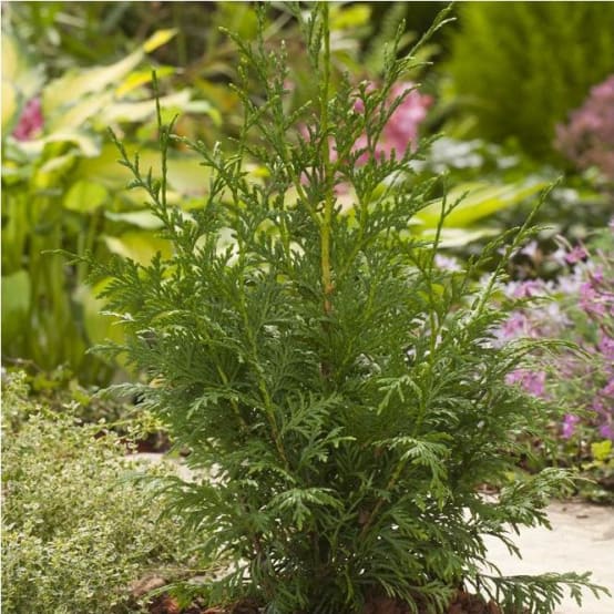 Thuya géant Gelderland - Pot de 5 litres - Gamm vert