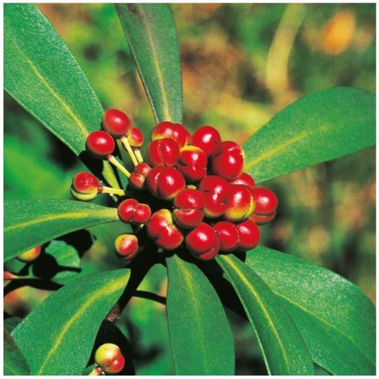 Drymis aromatica Mâle - Pot de 7.5 litres - Gamm vert