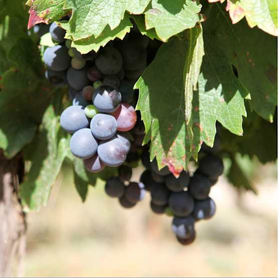 Vigne 'Isabelle' - Pot de 3 litres - Gamm vert