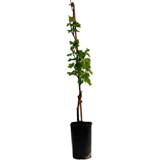 Vigne 'Isabelle' - Pot de 3 litres - Gamm vert