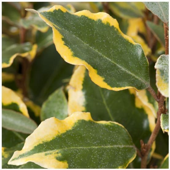 Elaeagnus ebbingei 'Viveleg' - Pot de 4 litres - Gamm vert