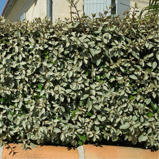 elaeagnus ebbingei compacta