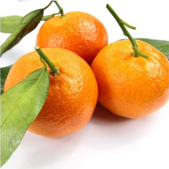 Clémentinier - Pot de 2 litres - Gamm vert