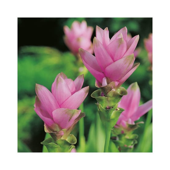 CURCUMA alismatifolia 'Siam Splash' - Gamm vert